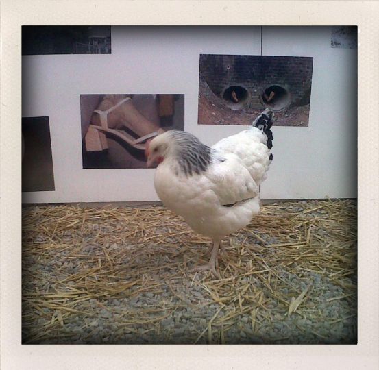 Thomas Mailaender -Chicken Museum - The Eye of Photography Magazine