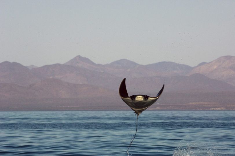 Ocean Soul - Brian Skerry - The Eye of Photography Magazine