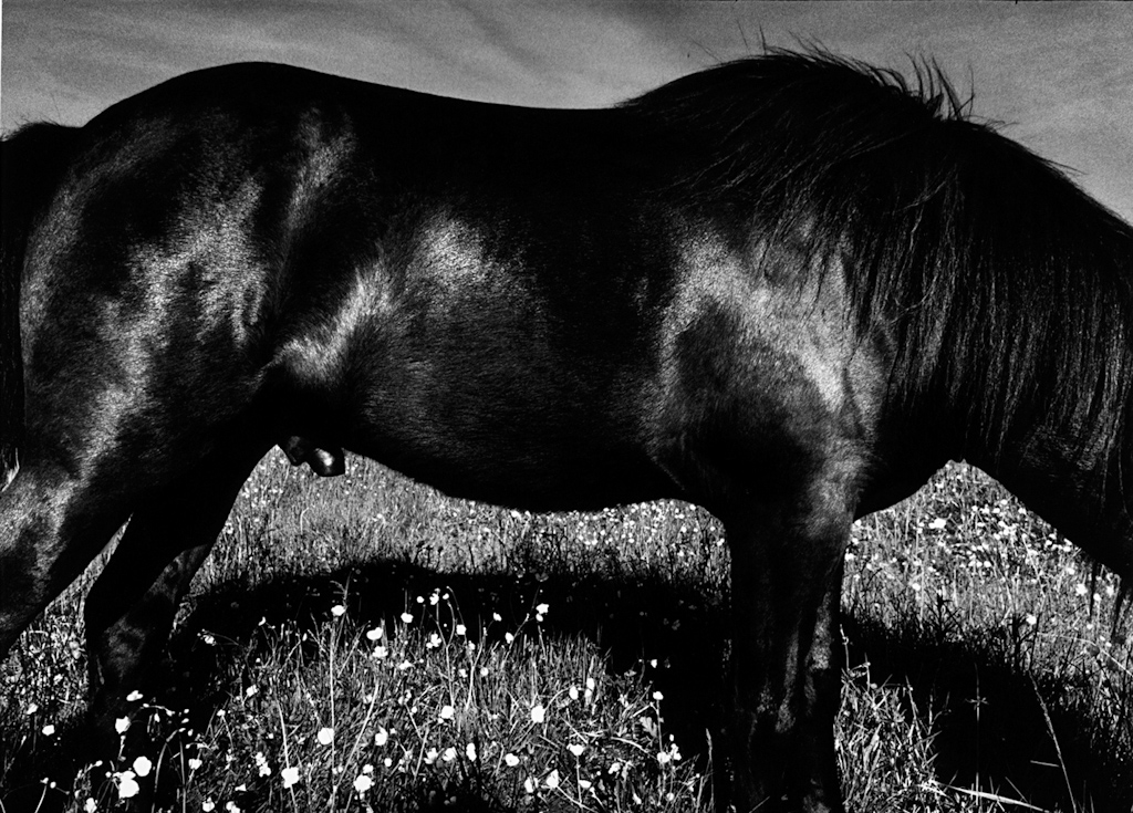 A small anthology of bestiality in photography - The Eye of Photography ...