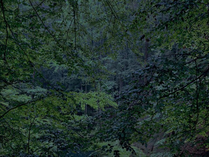 Michael Lange : Forest, Landscapes of Memory - The Eye of Photography ...