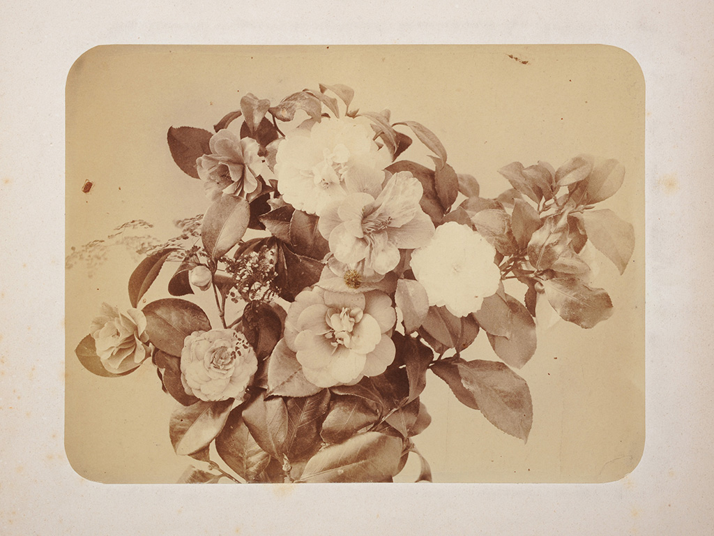 Adolphe Braun - L'Œil de la Photographie Magazine