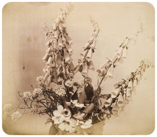 Adolphe Braun - The Eye of Photography Magazine