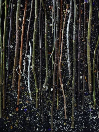 Abelardo Morell, Flowers for Lisa - The Eye of Photography Magazine