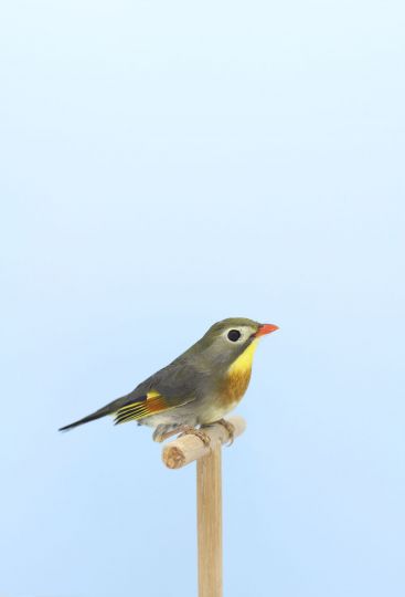 Mois de la Photo : Luke Stephenson, the birds collector - The Eye of ...