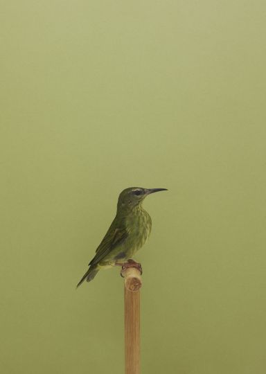 Mois de la Photo : Luke Stephenson, the birds collector - The Eye of ...