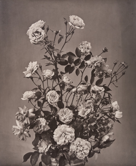 Adolphe Braun, l’évasion photographique - L'Œil de la Photographie Magazine