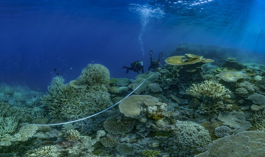 Photography Exhibition - Alexis Rosenfeld, Coral Reefs, a Challenge for ...