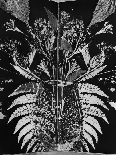 Abelardo Morell - Des fleurs pour Lisa II - L'Œil de la Photographie ...