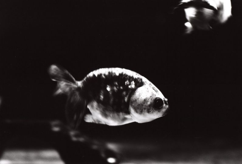 Wing Wong - Days of innocence - The Eye of Photography Magazine