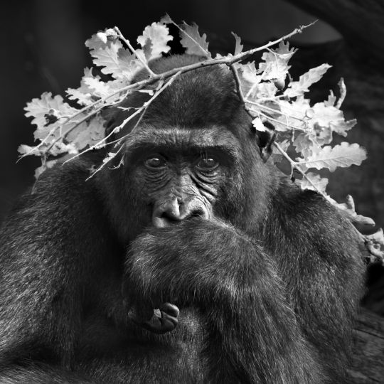 Best Of 2018 - Isabel Muñoz : « Apes are just like us ! » - The Eye of ...