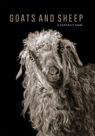 Kevin Horan: Goats and Sheep (Chèvres et Moutons) - L'Œil de la ...