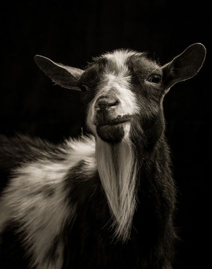 Kevin Horan: Goats and Sheep (Chèvres et Moutons) - L'Œil de la ...
