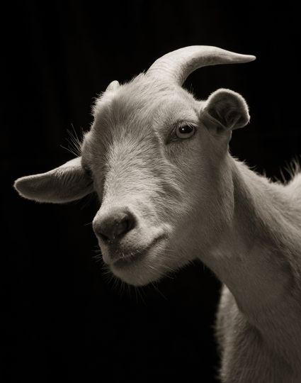 Kevin Horan: Goats and Sheep (Chèvres et Moutons) - L'Œil de la ...