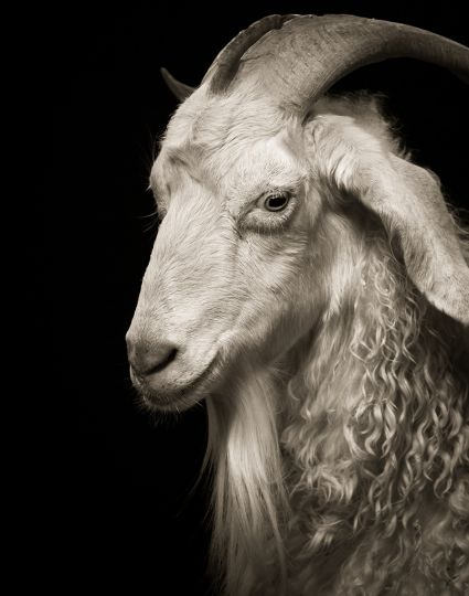 Kevin Horan: Goats and Sheep. A Portrait Farm - The Eye of Photography ...