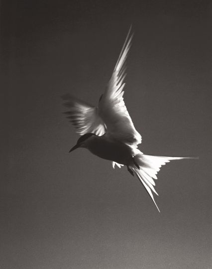 Eliot Porter : Vintage Works - The Eye of Photography Magazine