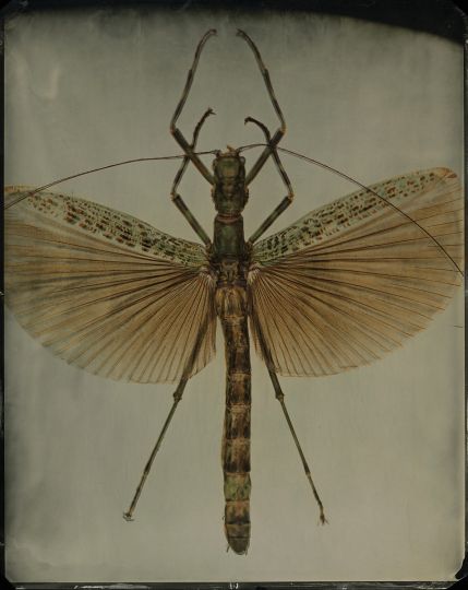 Best of Weekend 2019 : Marcelo Troche - Insectypos, Wetplate ...
