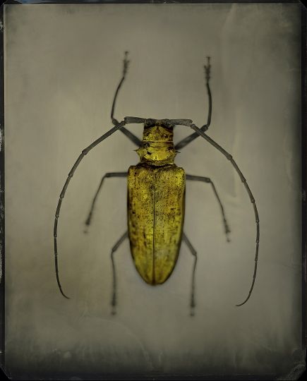Best of Weekend 2019 : Marcelo Troche - Insectypos, Wetplate ...