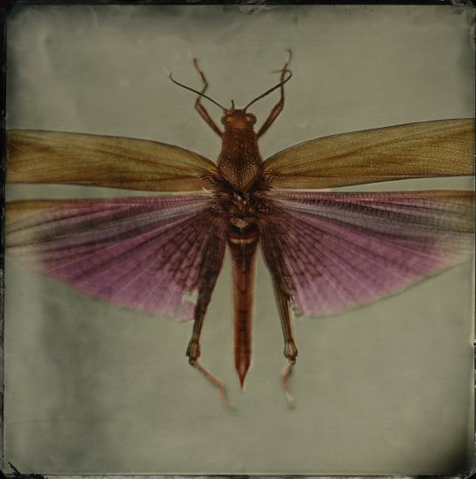 Best of Weekend 2019 : Marcelo Troche - Insectypos, Wetplate ...
