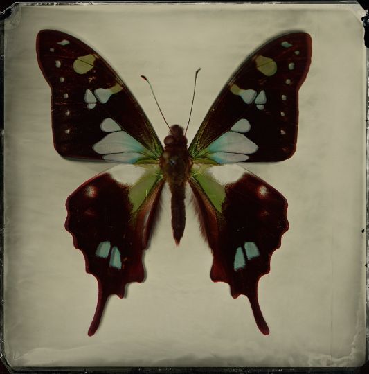Best of Weekend 2019 : Marcelo Troche - Insectypos, Wetplate ...
