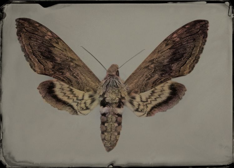 Best of Weekend 2019 : Marcelo Troche - Insectypos, Wetplate ...
