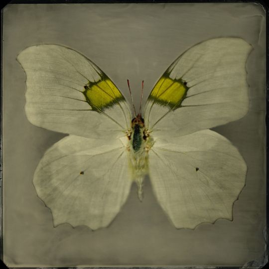 Best of Weekend 2019 : Marcelo Troche - Insectypos, Wetplate ...