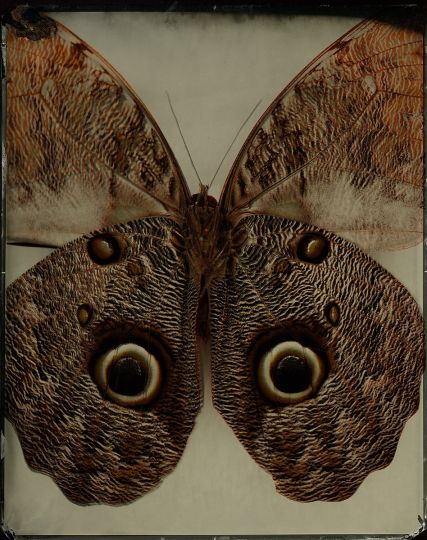 Best of Weekend 2019 : Marcelo Troche - Insectypos, Wetplate ...