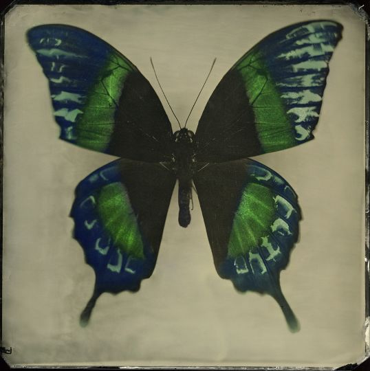 Best of Weekend 2019 : Marcelo Troche - Insectypos, Wetplate ...