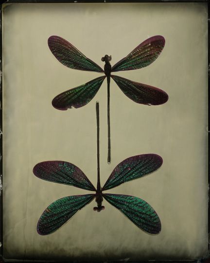 Best of Weekend 2019 : Marcelo Troche - Insectypos, Wetplate ...
