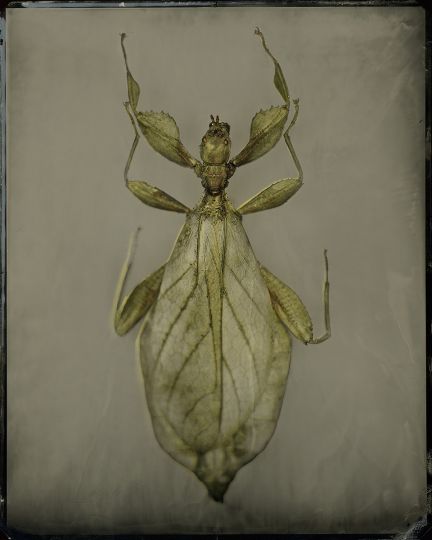 Best of Weekend 2019 : Marcelo Troche - Insectypos, Wetplate ...