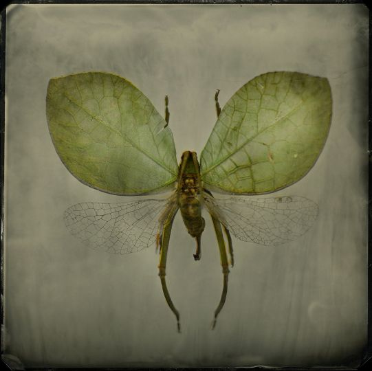 Best of Weekend 2019 : Marcelo Troche - Insectypos, Wetplate ...