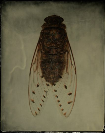 Best of Weekend 2019 : Marcelo Troche - Insectypos, Wetplate ...