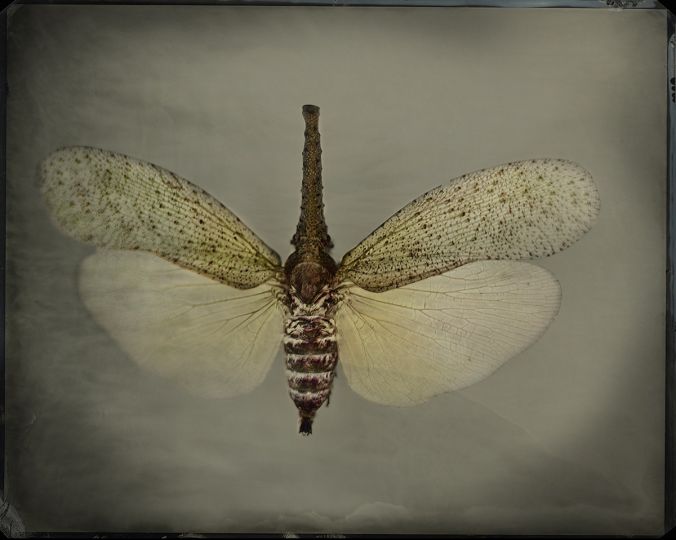 Best of Weekend 2019 : Marcelo Troche - Insectypos, Wetplate ...