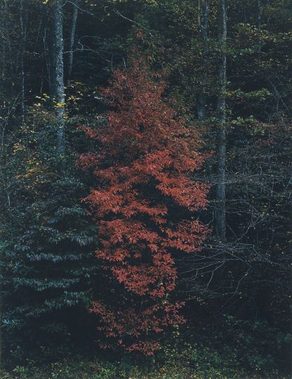 Eliot Porter : Master of Nature’s Color - The Eye of Photography Magazine