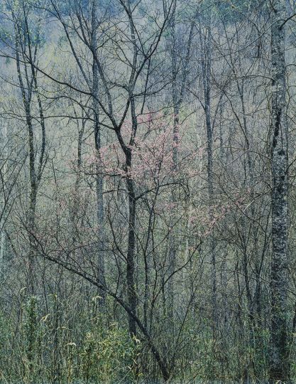 Eliot Porter : Master of Nature’s Color - The Eye of Photography Magazine