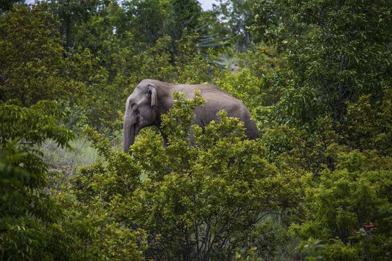 Ko Myo : Stories of Myanmar Elephants - The Eye of Photography Magazine