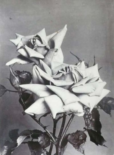 Michael Hoppen Gallery : Charles Jones - The Eye of Photography Magazine