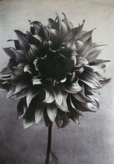 Michael Hoppen Gallery : Charles Jones - The Eye of Photography Magazine