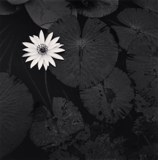 Photography Exhibition - Michael Kenna: Buddha