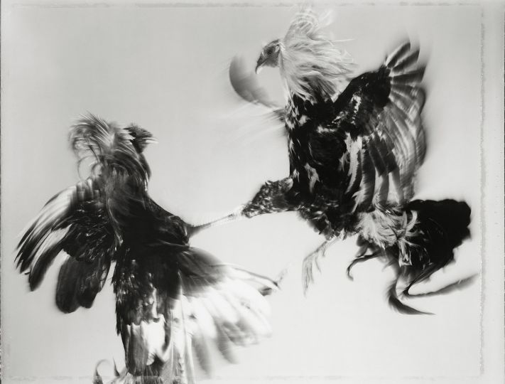 Hiro : Fighting Fowl - The Eye of Photography Magazine