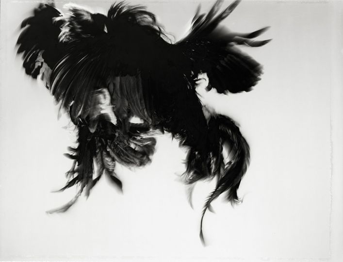 Hiro : Fighting Fowl - The Eye of Photography Magazine