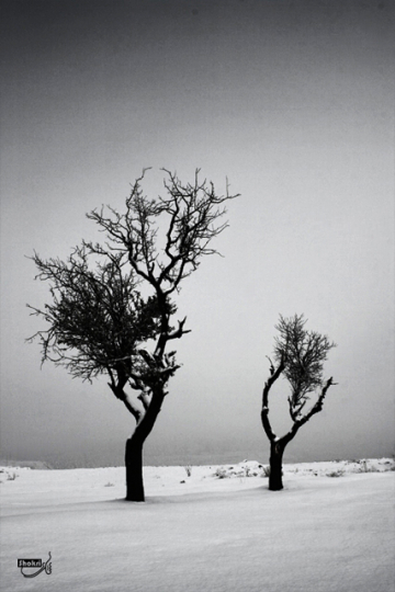Ali Shokri - L'Œil de la Photographie Magazine