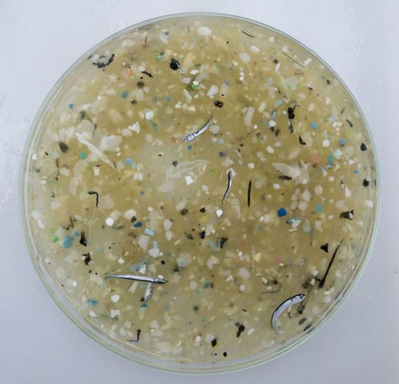 Le Carré d'Art : Samuel Bollendorff : Contaminations - The Eye of ...