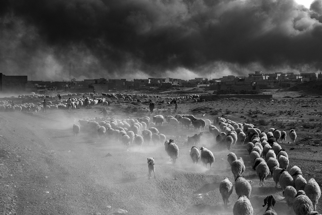 Michael Hoppen Gallery : Paolo Pellegrin: The Beauty in our Fragile ...