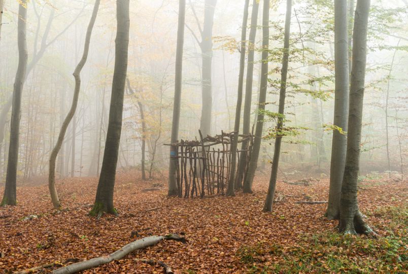 Trans Photographic Press : Jean-Pierre Gilson : La Forêt de Compiègne ...