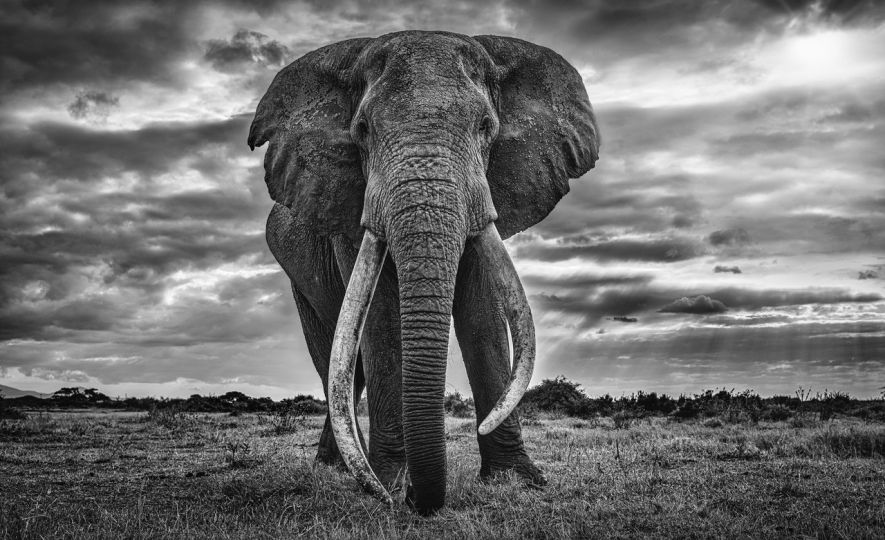 Art for Wildlife Rangers - The Eye of Photography Magazine