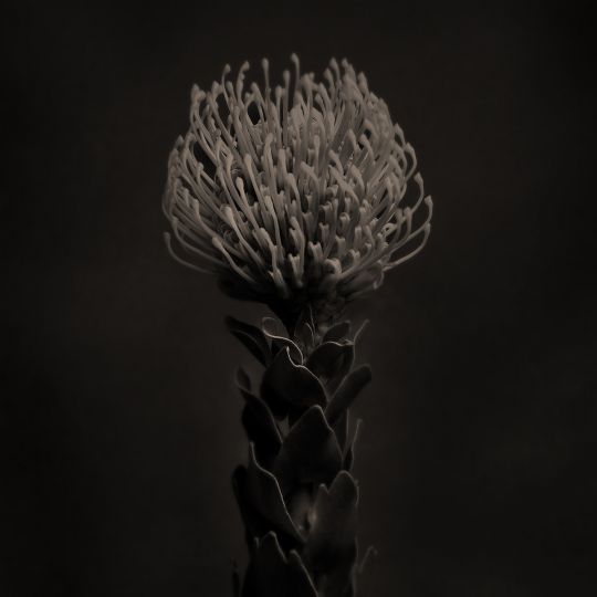 Marcelo Troche - The Eye of Photography Magazine