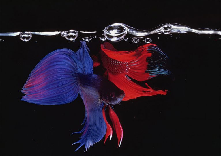In memoriam : Hiro (1930-2021) - The Eye of Photography Magazine