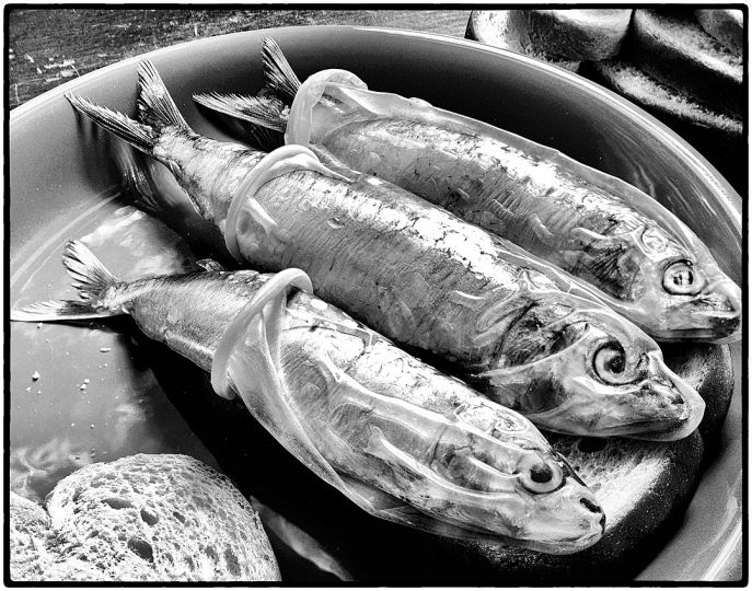 Matthew Pace : The Fish Series - The Eye of Photography Magazine