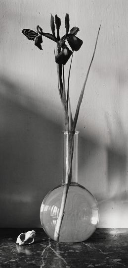 quand les fleurs nous sauvent : Jean-Pierre Sudre : natures ...