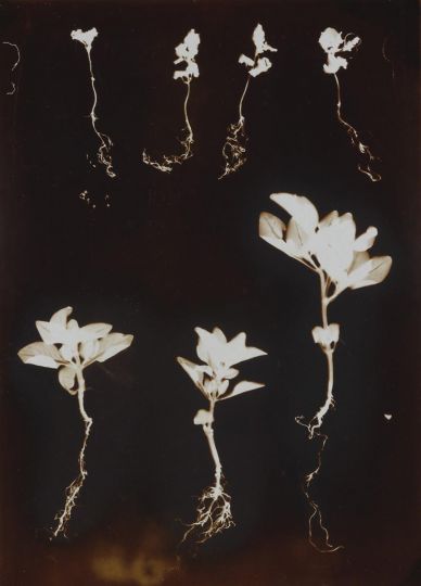 Prestel : Phillip Prodger : An Alternative History of Photography - The ...